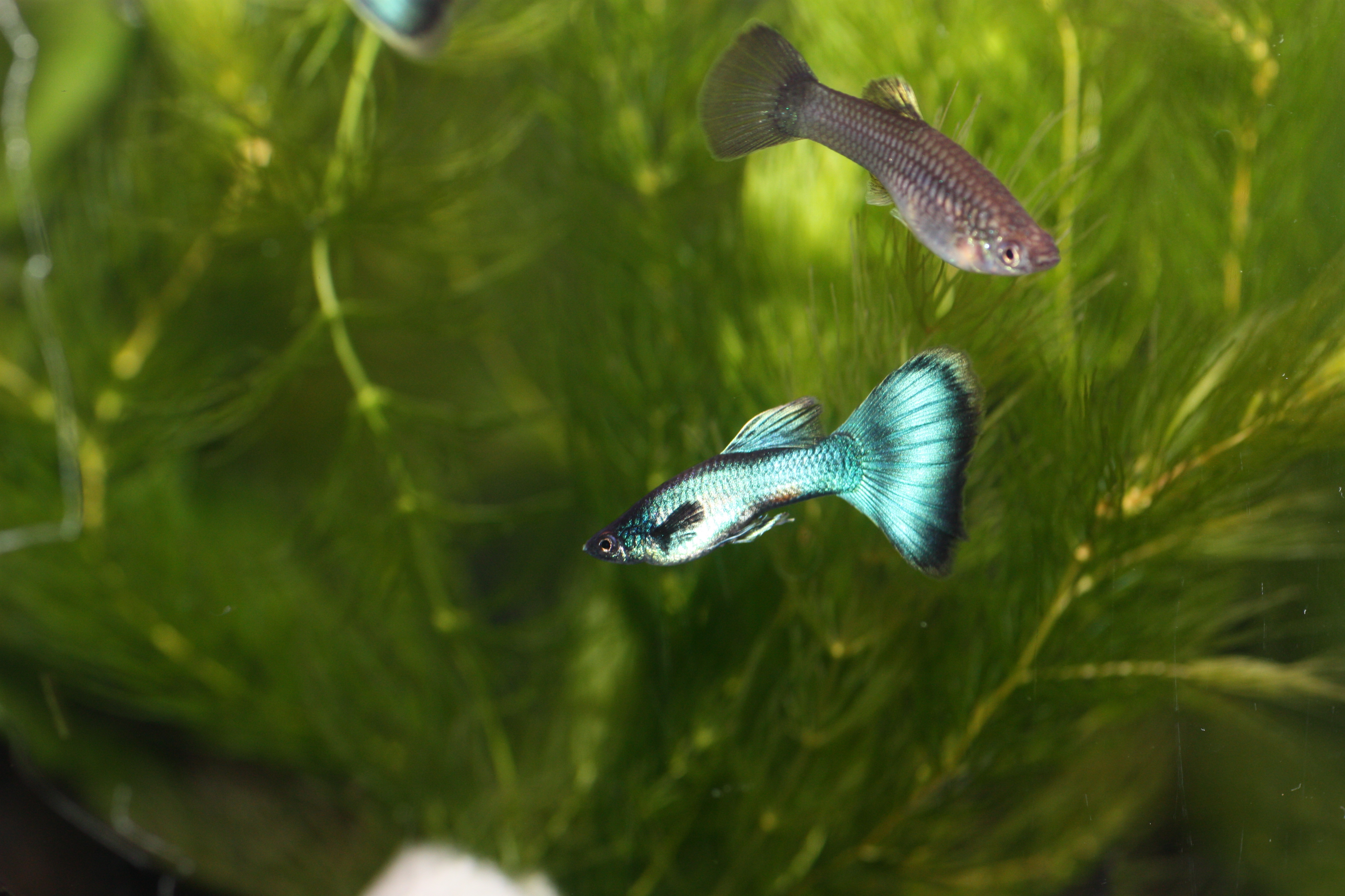 IMG_0912 - Zierfisch Club Bremen